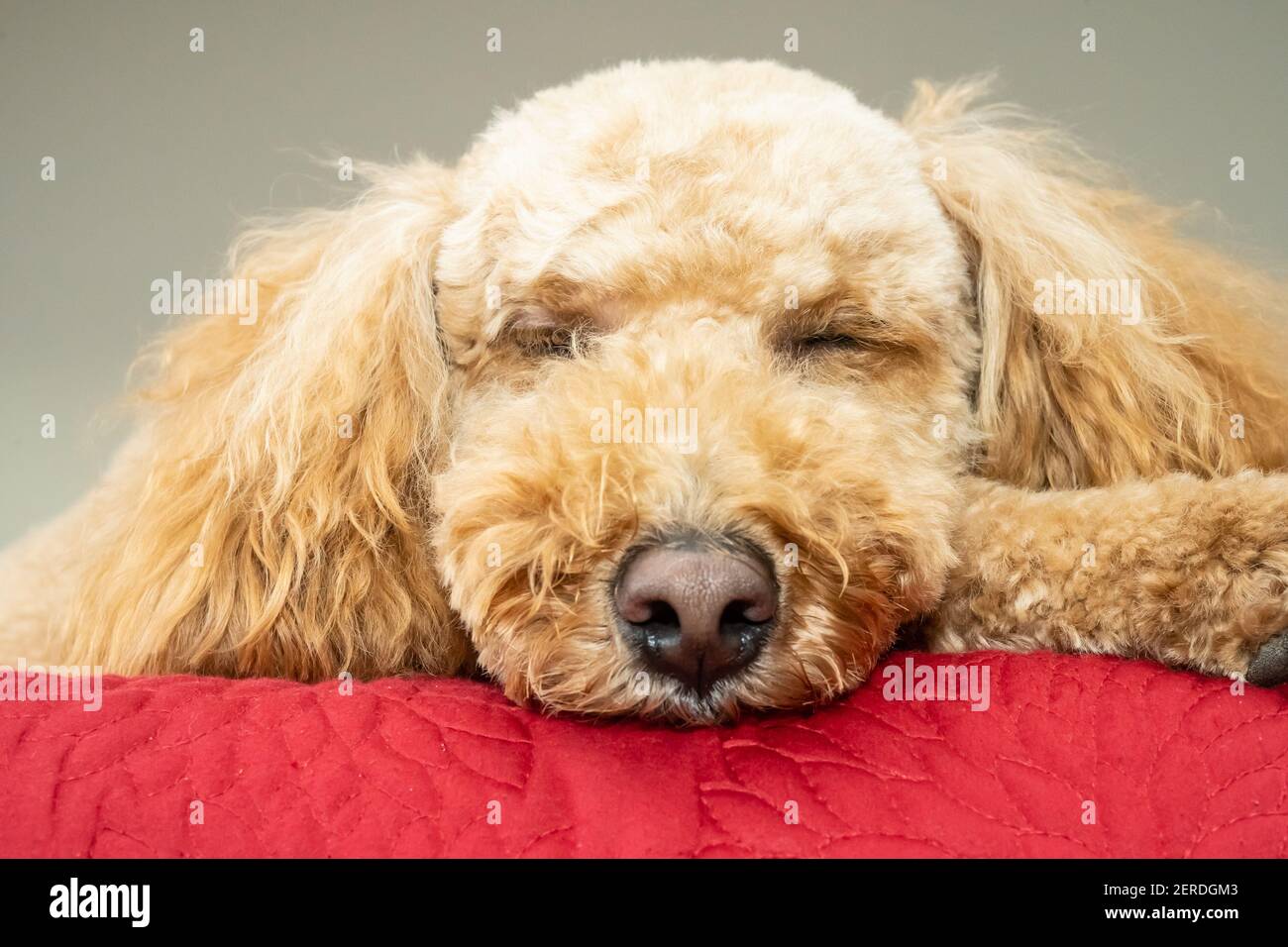 Australian Labradoodle is a mix between the Labrador Retriever, Poodle ...
