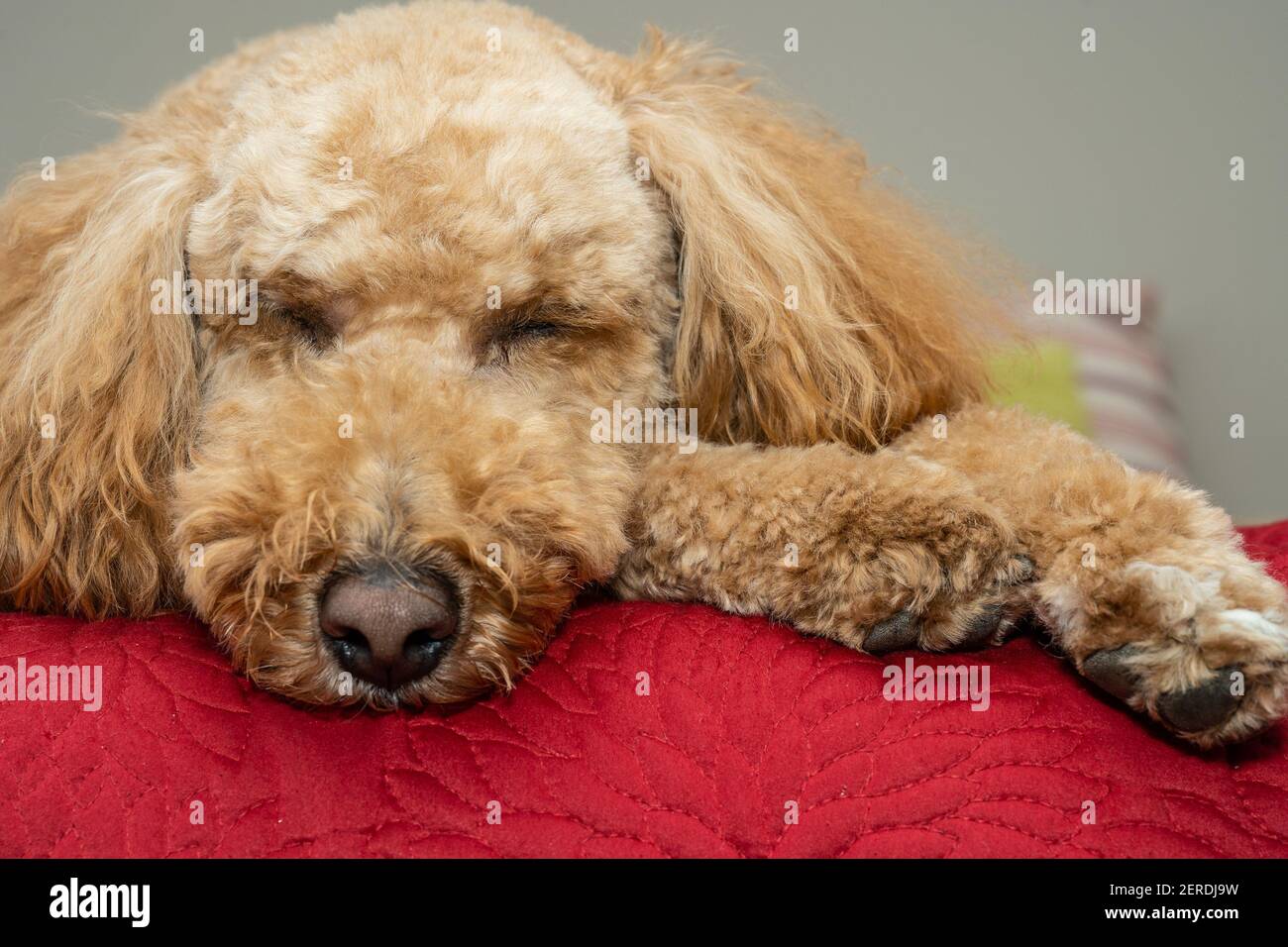 Australian Labradoodle is a mix between the Labrador Retriever, Poodle ...