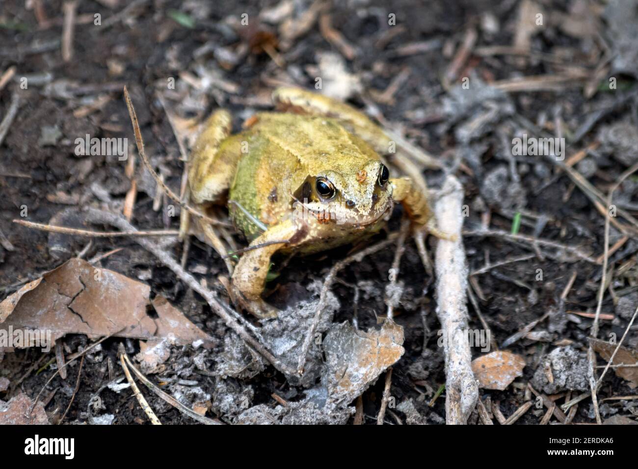 Golden toad hi-res stock photography and images - Alamy