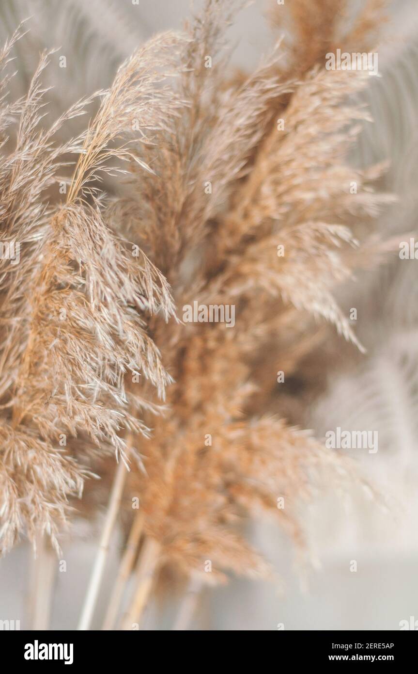 Boho style dried flower hi-res stock photography and images - Alamy