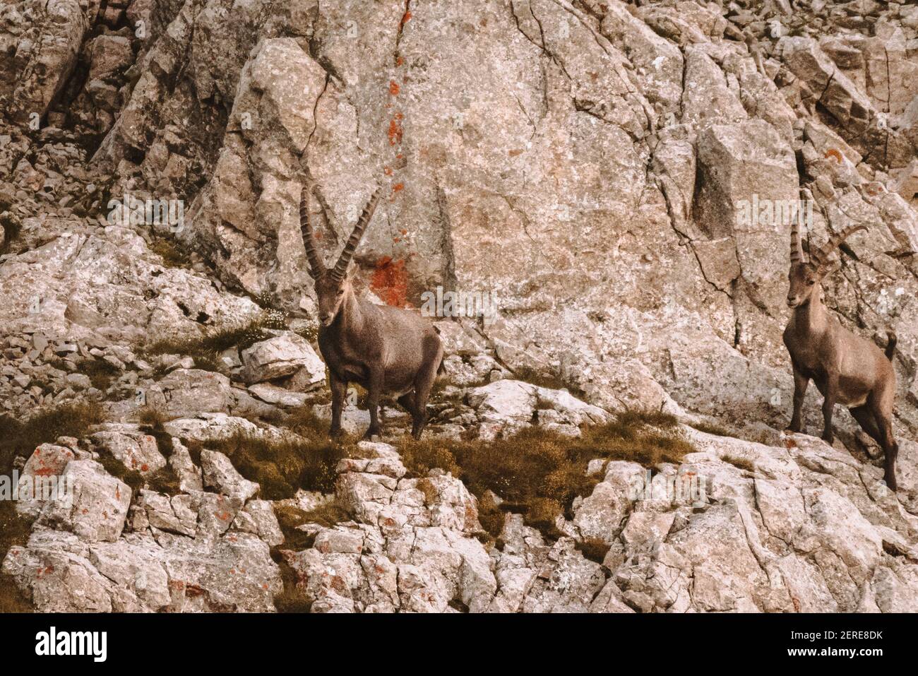 Capra appenzell hi-res stock photography and images - Alamy