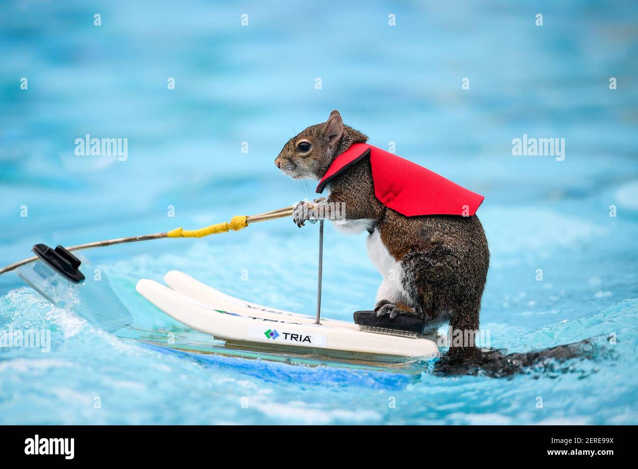 Twiggy, the water-skiing squirrel, performs Thursday, July 19, 2018 ...