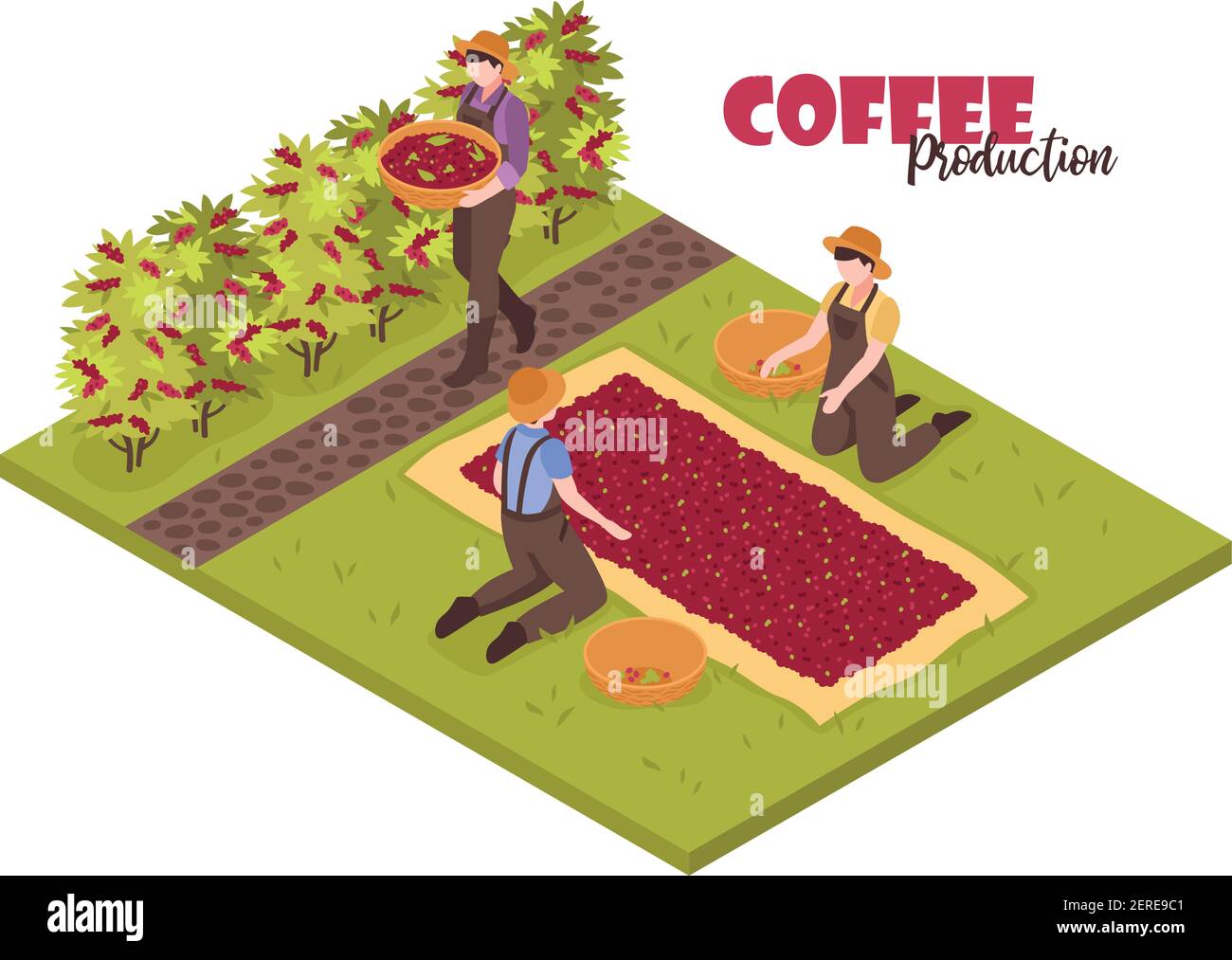 Isometric coffee production white background with plants bushes and ...