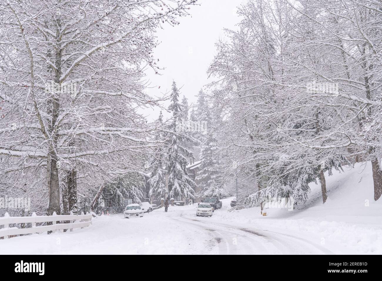 Snowy day in in February in Bellevue,WA Stock Photo - Alamy
