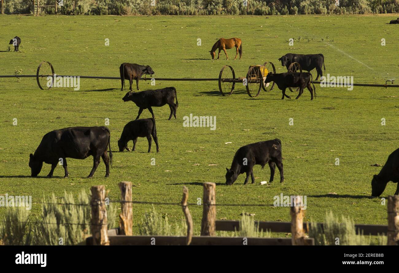 Cows and horses graze in the morning light near the Petrified Forest in ...