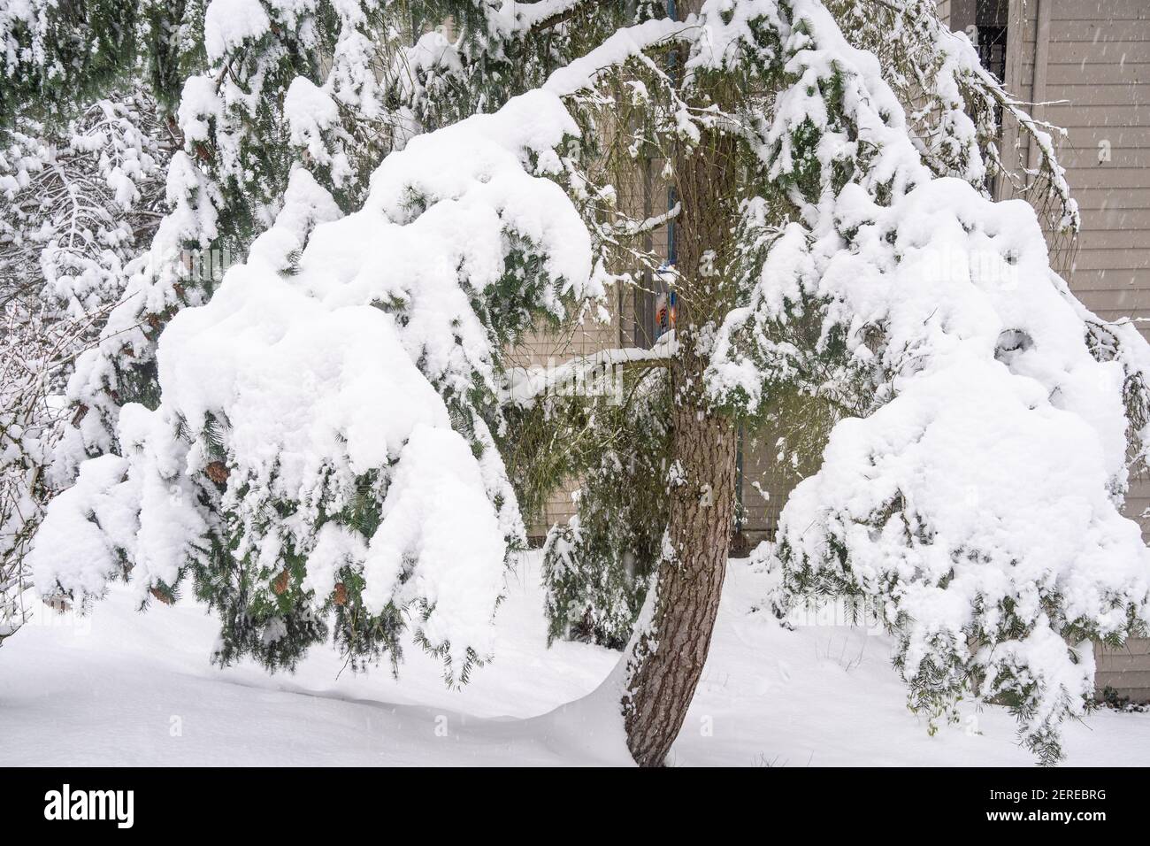 Snow capped tree after first snowfall of the year Stock Photo - Alamy