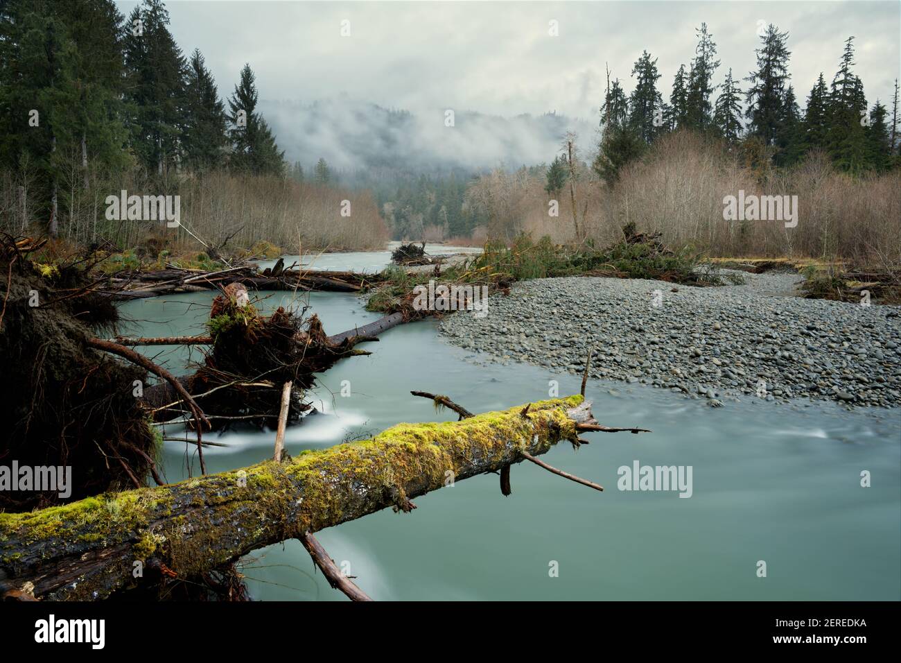 Trees and logs fallen into Sams River, Queets River valley, Olympic ...