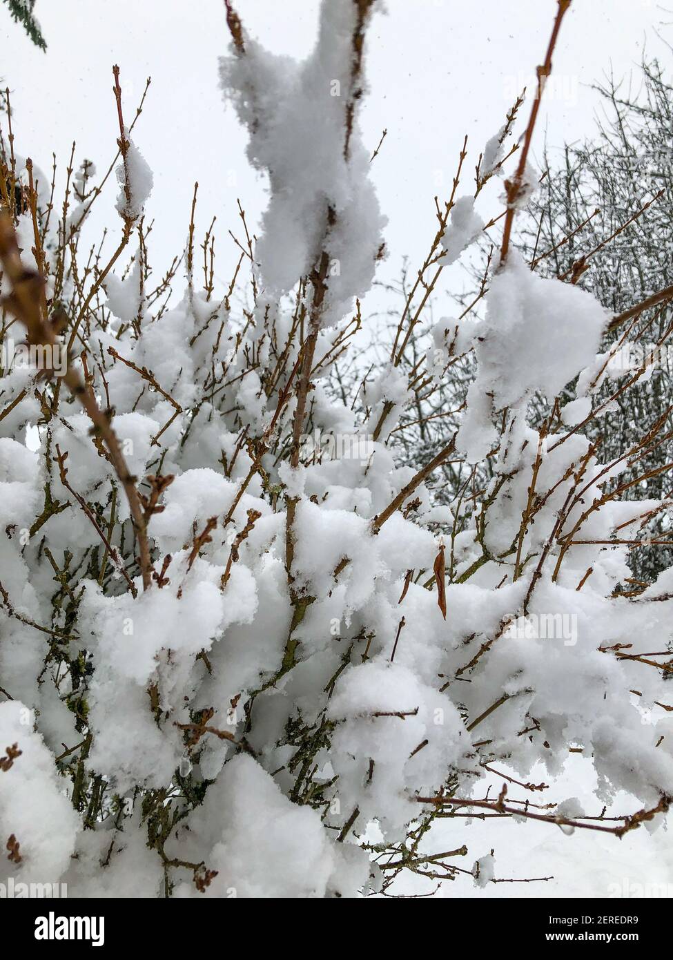 Snow capped tree hi-res stock photography and images - Alamy