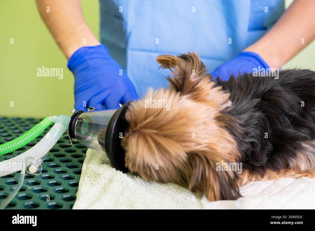 Anesthesia induction hi-res stock photography and images - Alamy