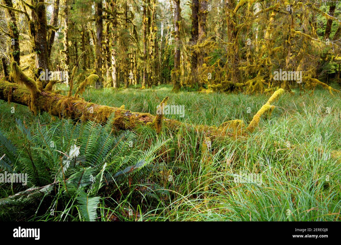 A fallen log in natural grass woodland park and temperate old-growth ...