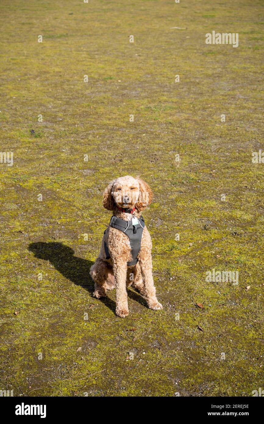 Australian Labradoodle is a mix between the Labrador Retriever, Poodle ...