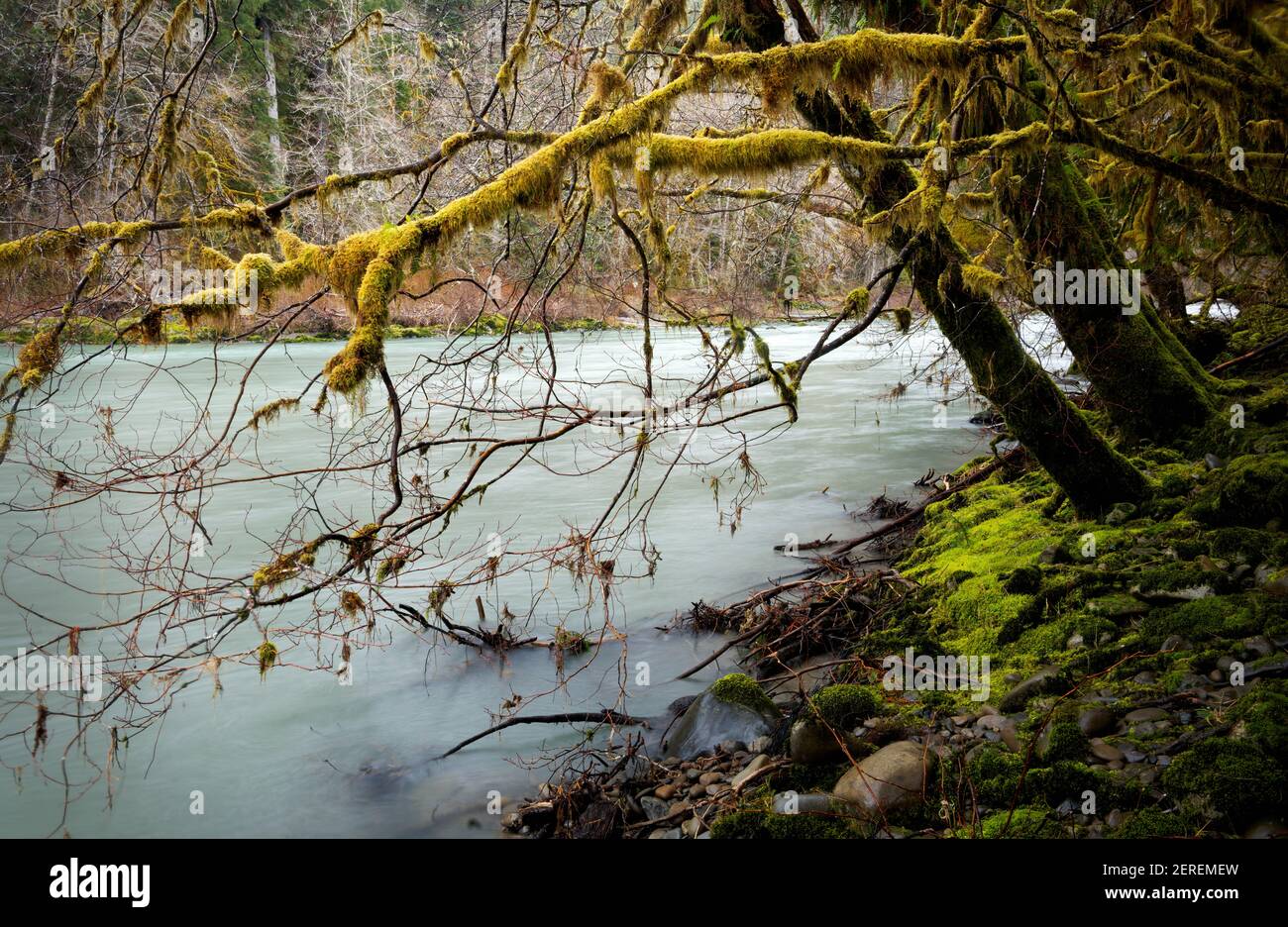Riverbank of Queets River, Queets rainforest, Olympic National Park ...