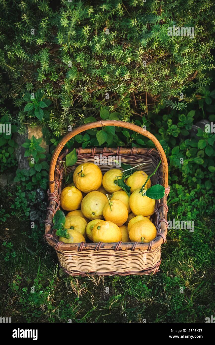 A lemon basket Stock Photo - Alamy