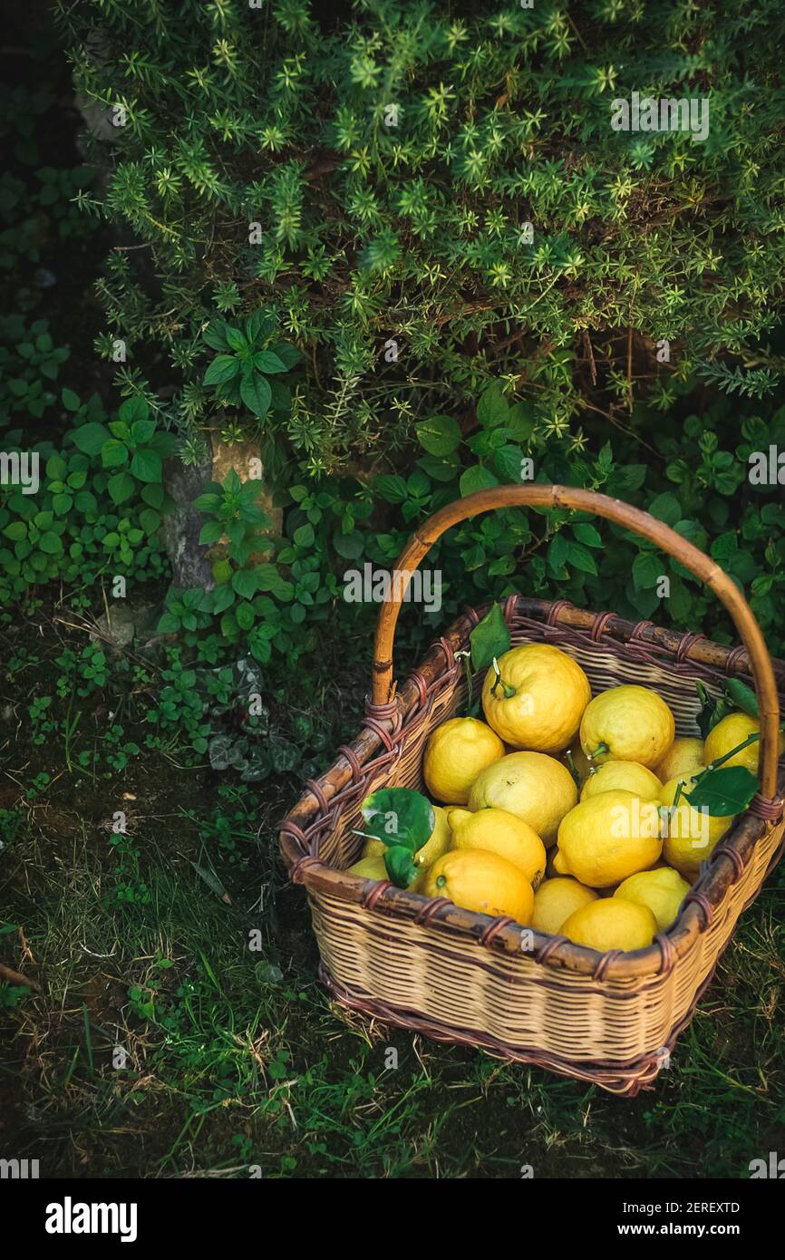 Full of lemons hi-res stock photography and images - Alamy
