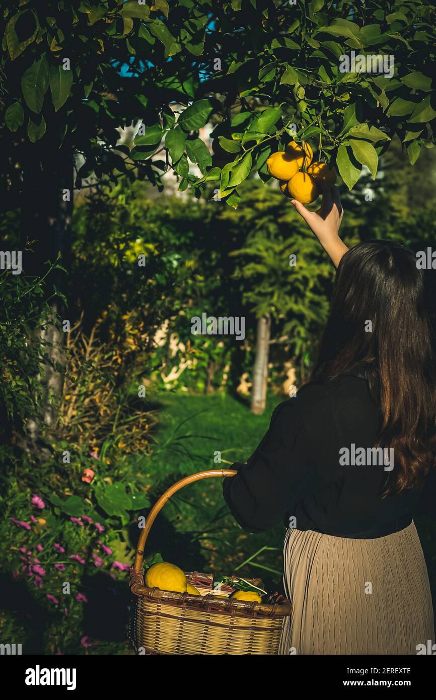 Lemon picking in the garden Stock Photo - Alamy