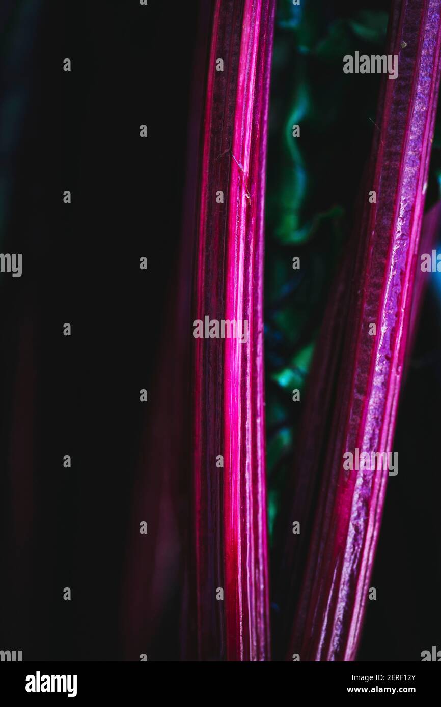 Beetroot stems hi-res stock photography and images - Alamy