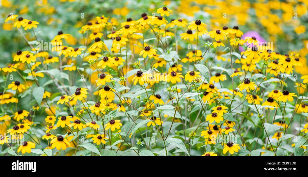 Wildflower field on the Upper West Side of New York City on August 1 ...