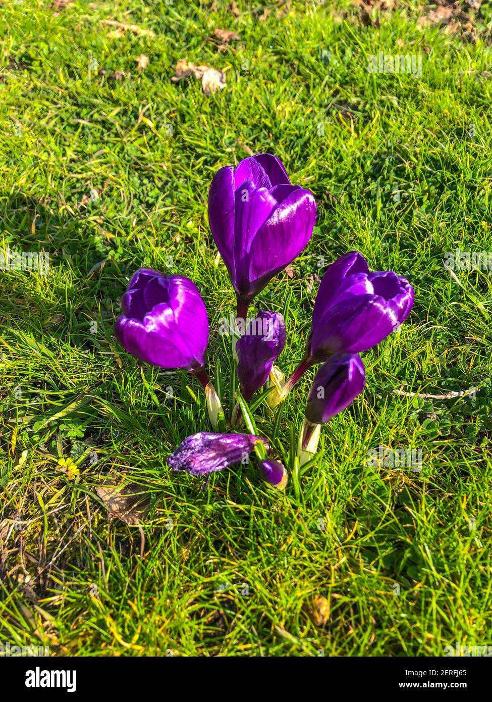Spring crocus (Crocus vernus) is a species in Family Iridaceae, native ...