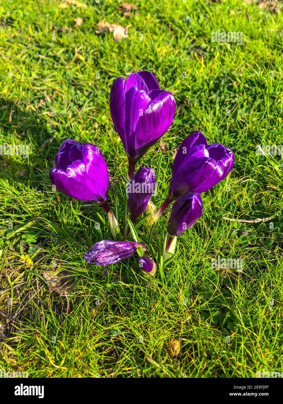 Spring crocus (Crocus vernus) is a species in Family Iridaceae, native ...