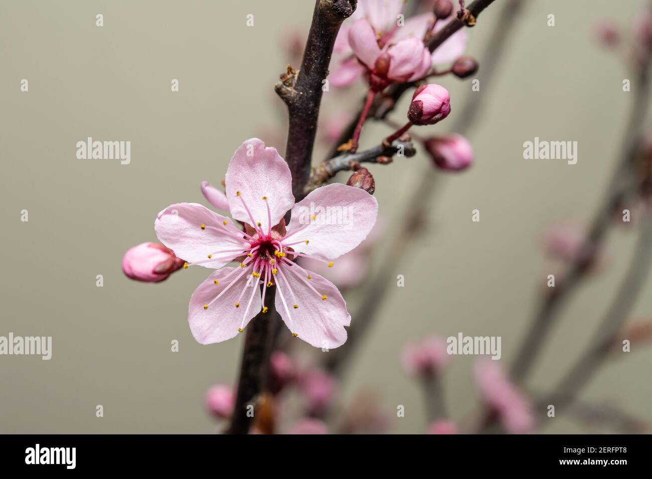 Wild plum, also called American plum is a small, fast-growing, short ...