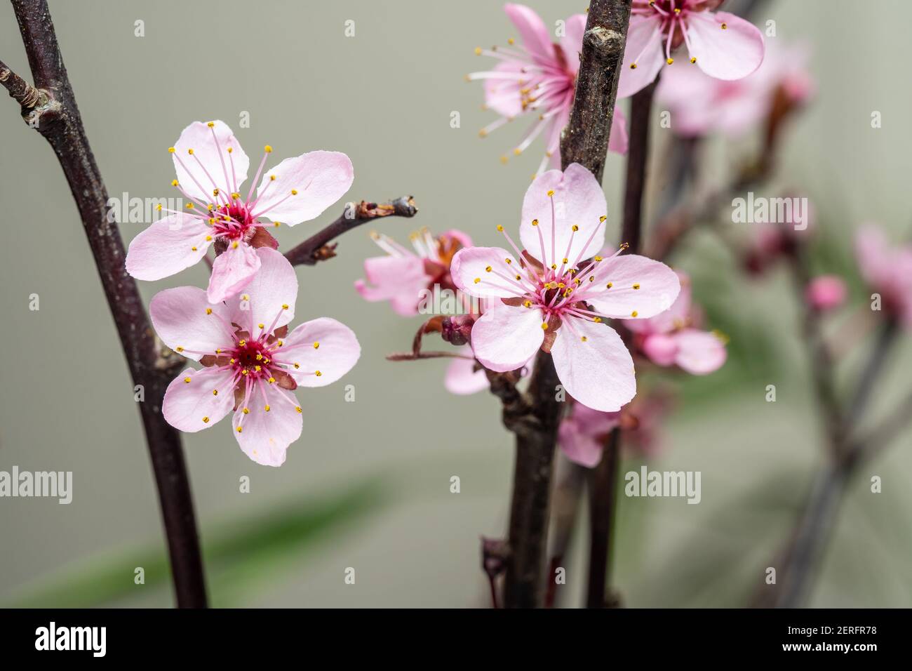 American plum tree hi-res stock photography and images - Alamy