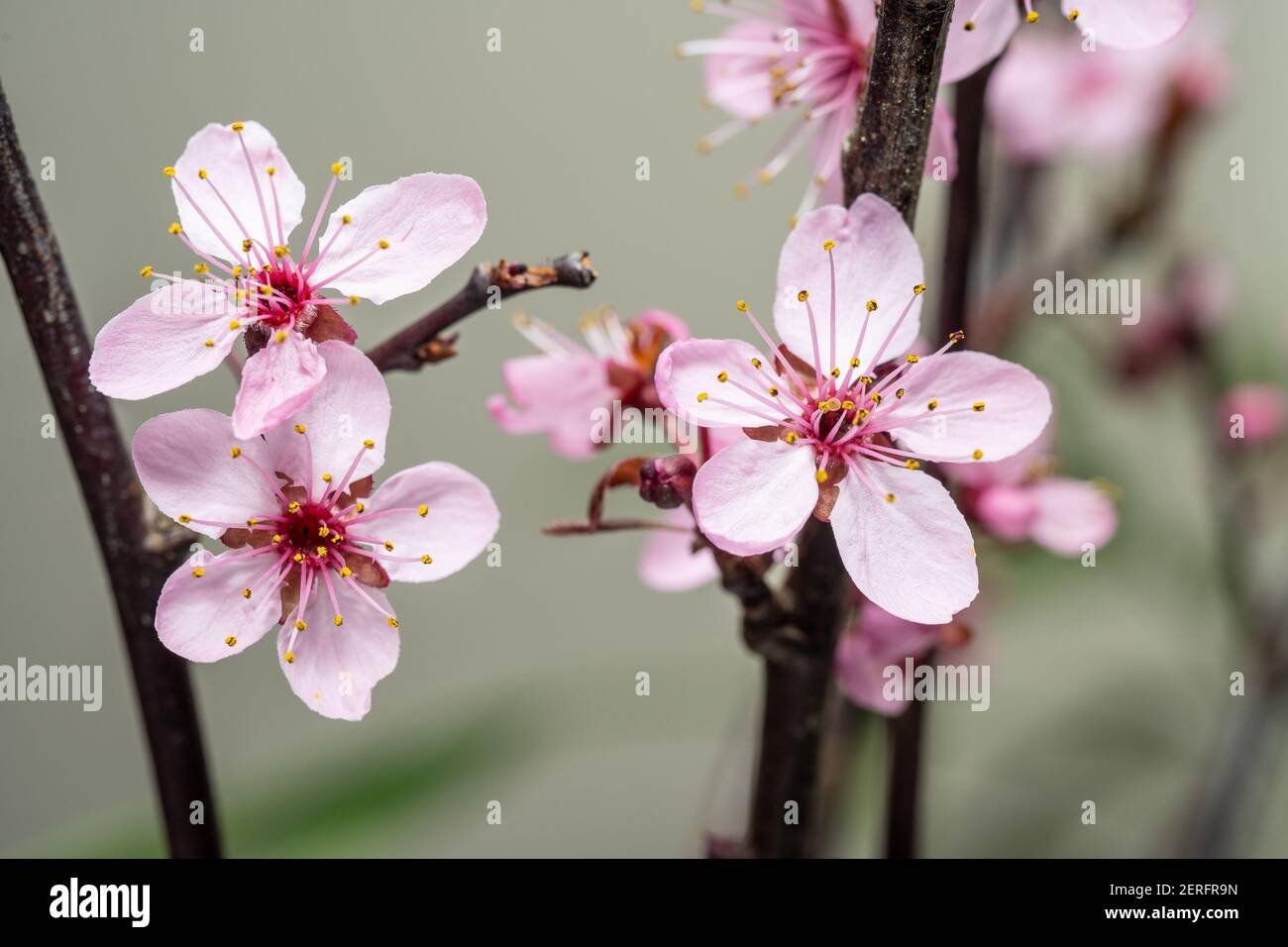 American plum tree hi-res stock photography and images - Alamy