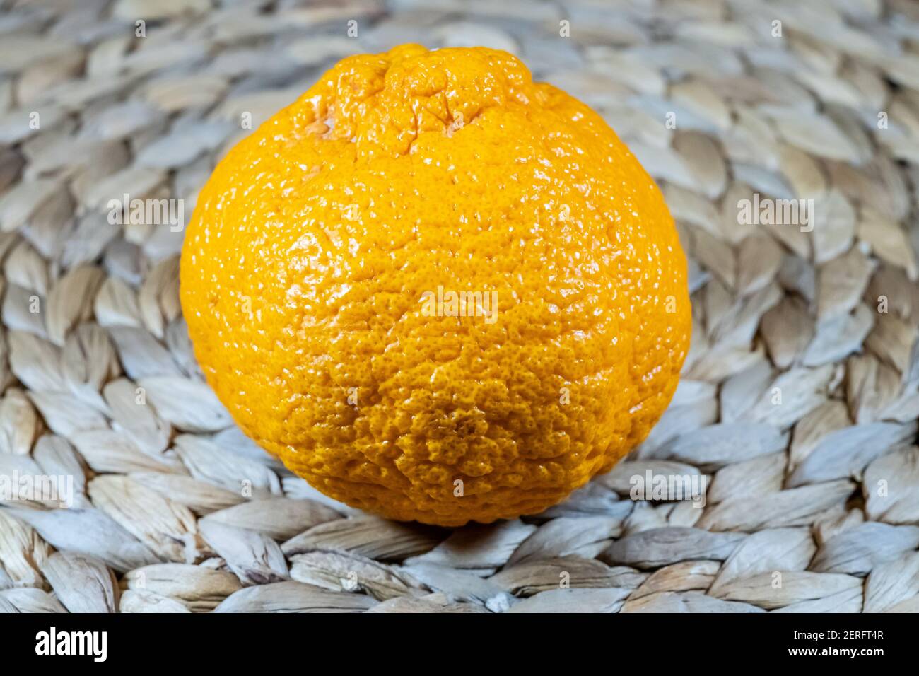 Dekopon is a seedless and sweet variety of mandarin orange Stock Photo ...