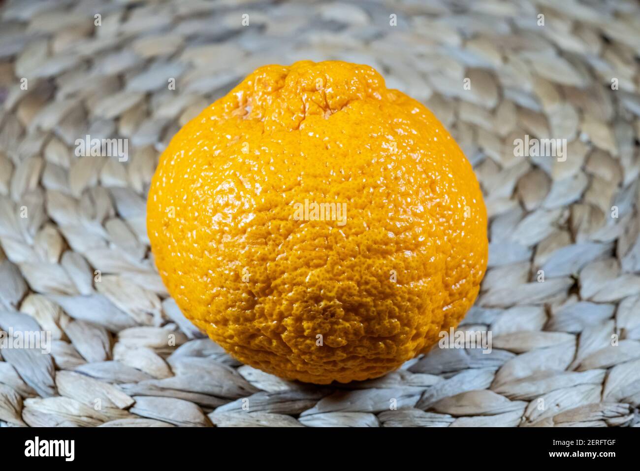 Dekopon is a seedless and sweet variety of mandarin orange Stock Photo ...