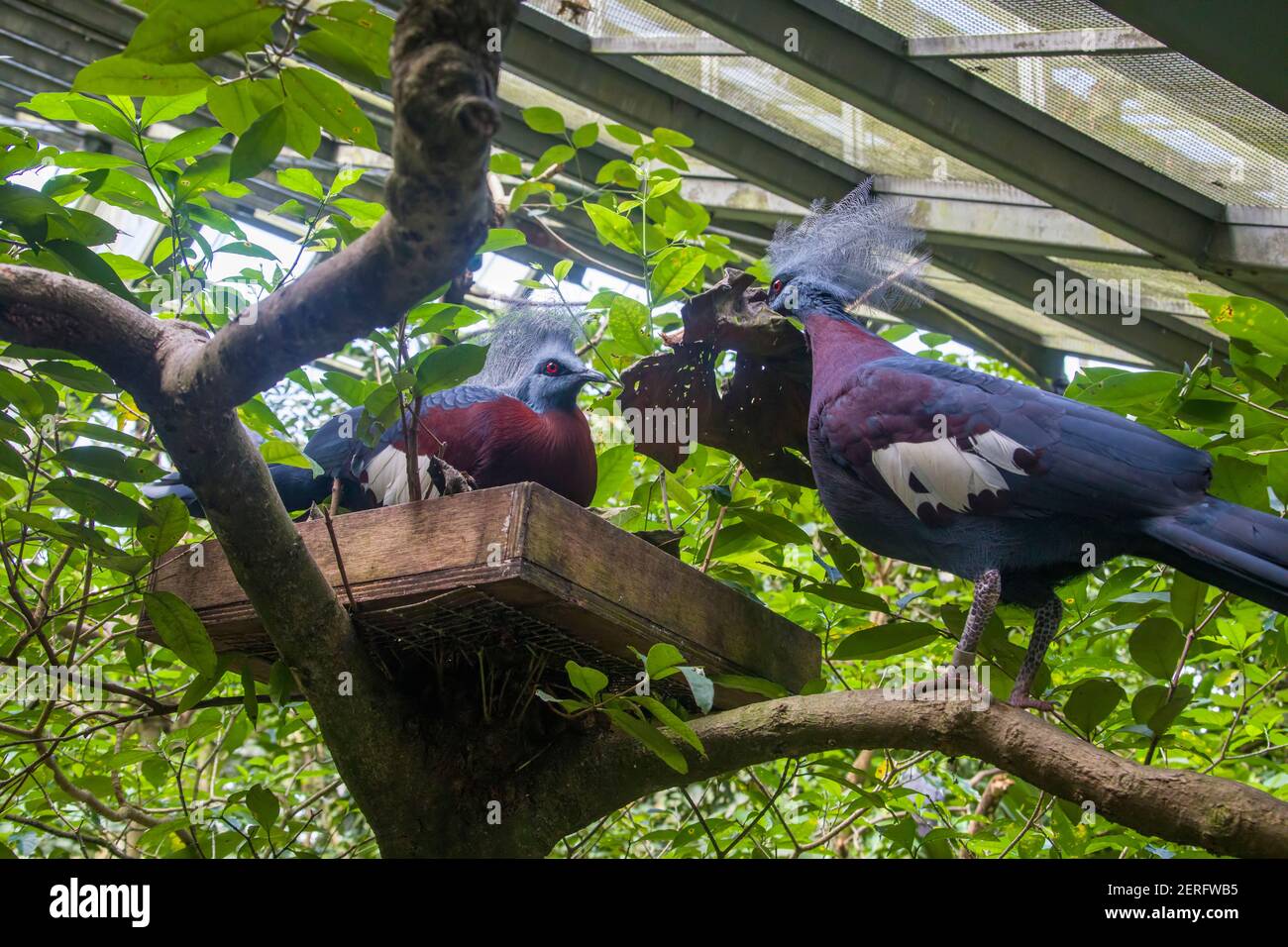 Sclaters crowned pigeons hi-res stock photography and images - Alamy