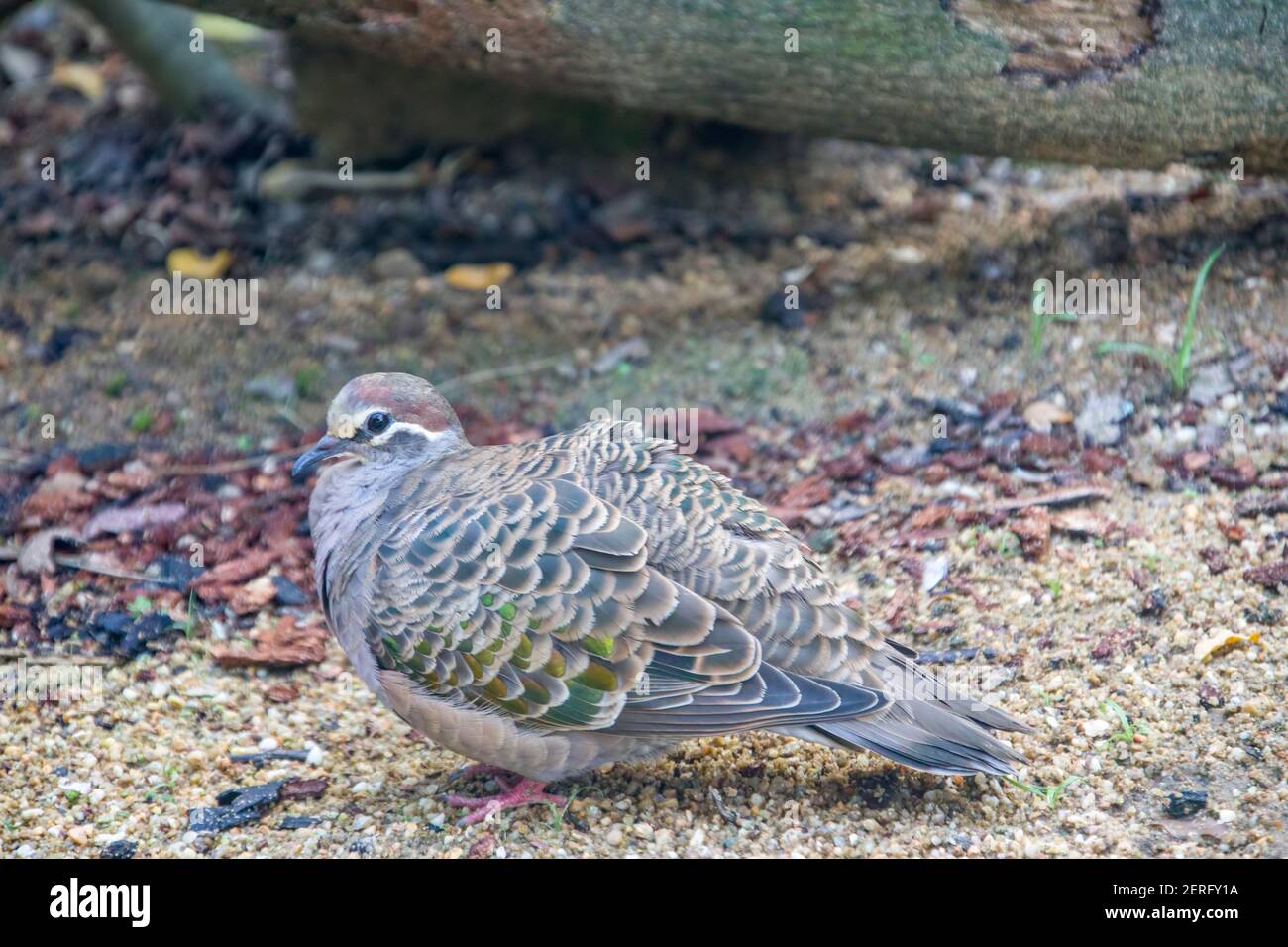 The female common bronzewing (Phaps chalcoptera). It is a species of ...