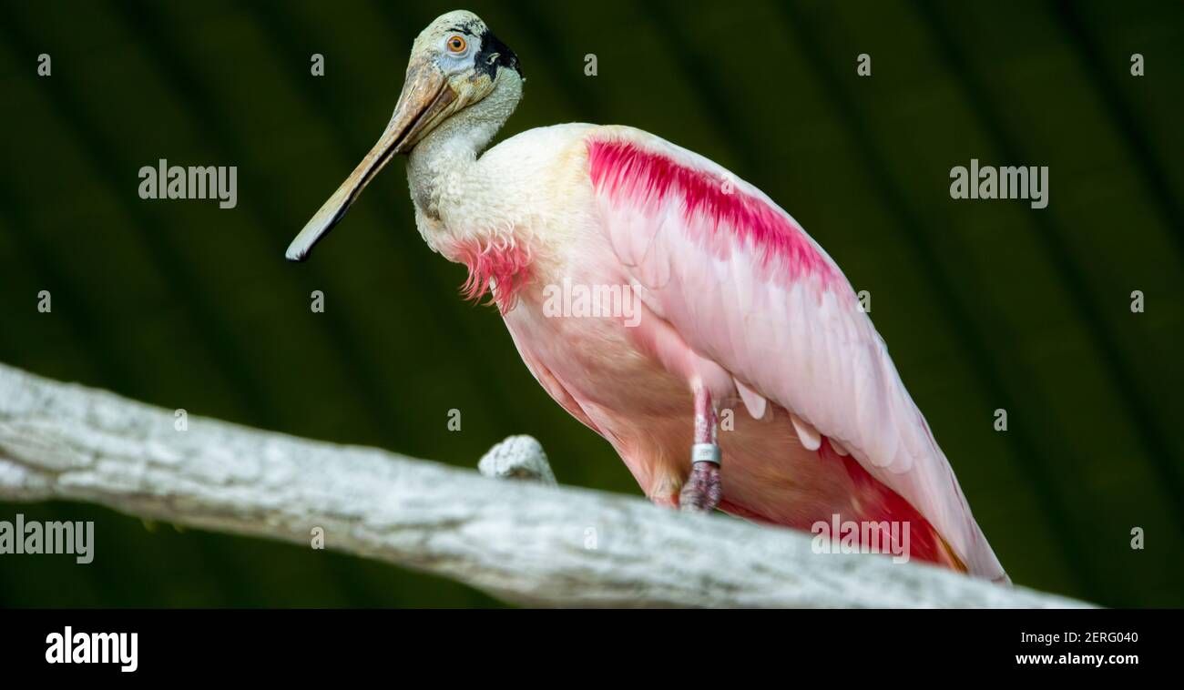 The roseate spoonbill is a gregarious wading bird of the ibis and ...