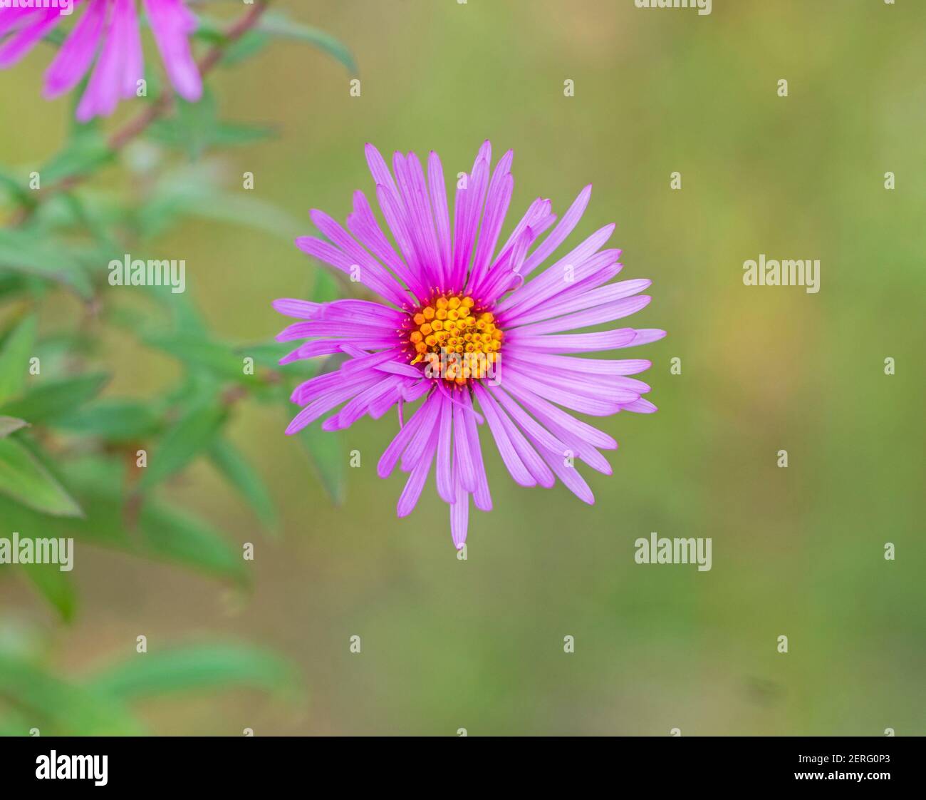 Purple aster wildflower hi-res stock photography and images - Alamy