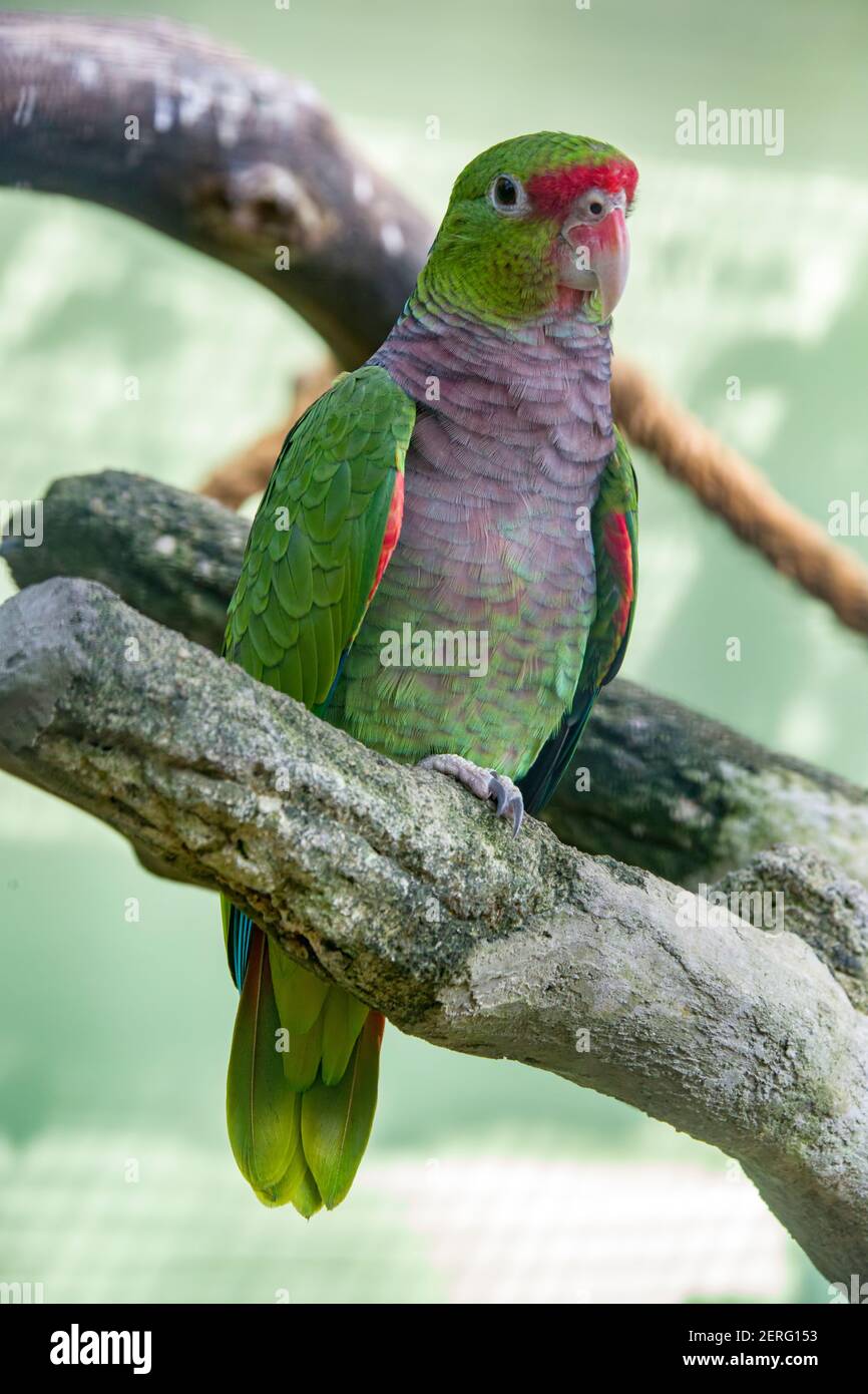 The vinaceous-breasted amazon (Amazona vinacea) is a species of parrot ...