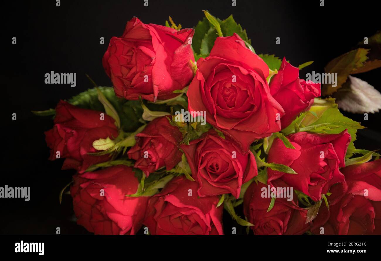 Very large mixed roses bouquet hi-res stock photography and images - Alamy