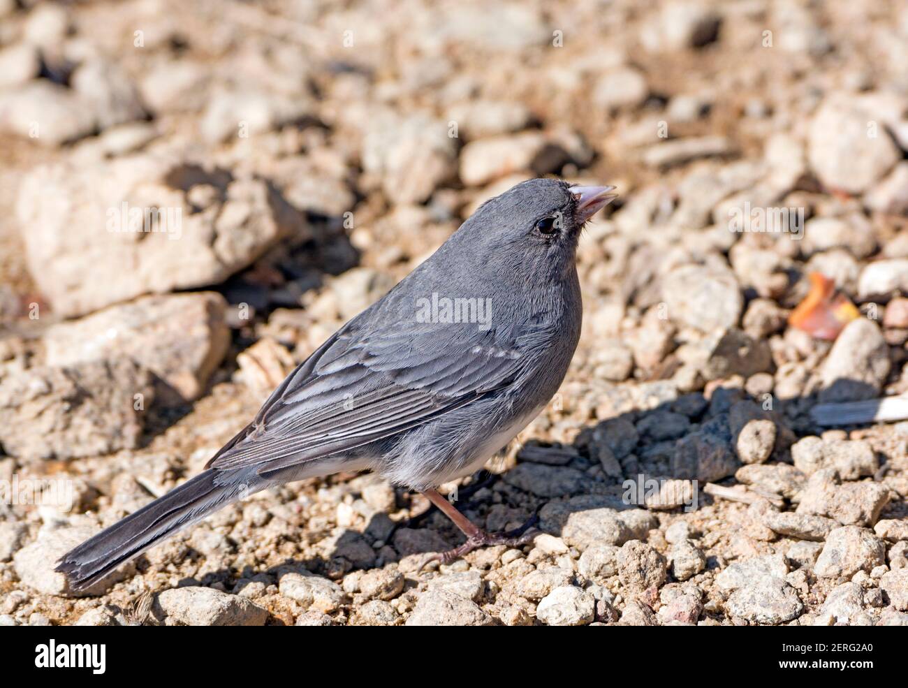 Dark Eyed Junco in the Mountains in Shenandoah National Park in ...