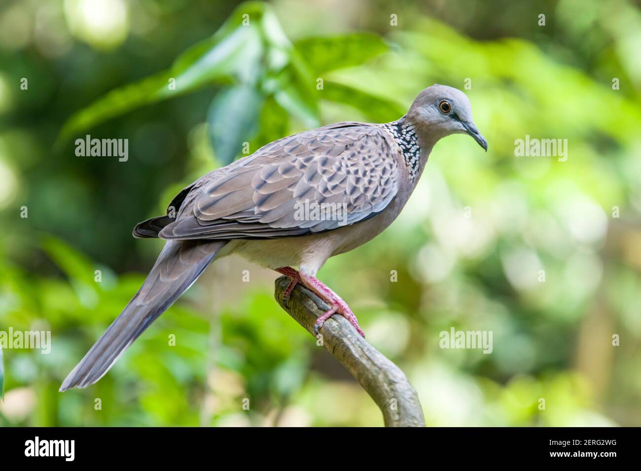 The spotted dove (Spilopelia chinensis) is a small and somewhat long ...