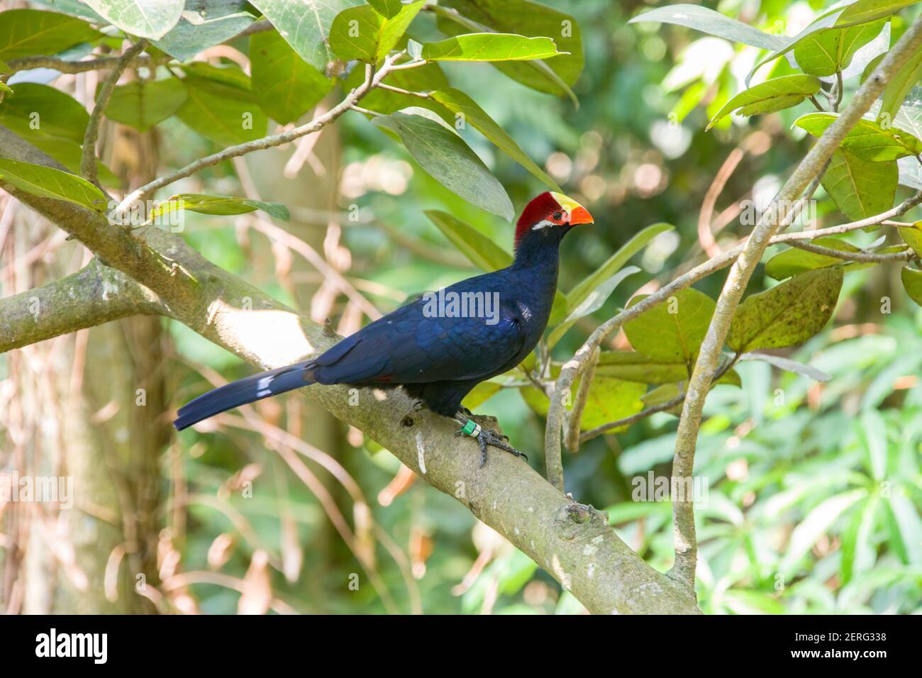 Otidimorphae hi-res stock photography and images - Alamy