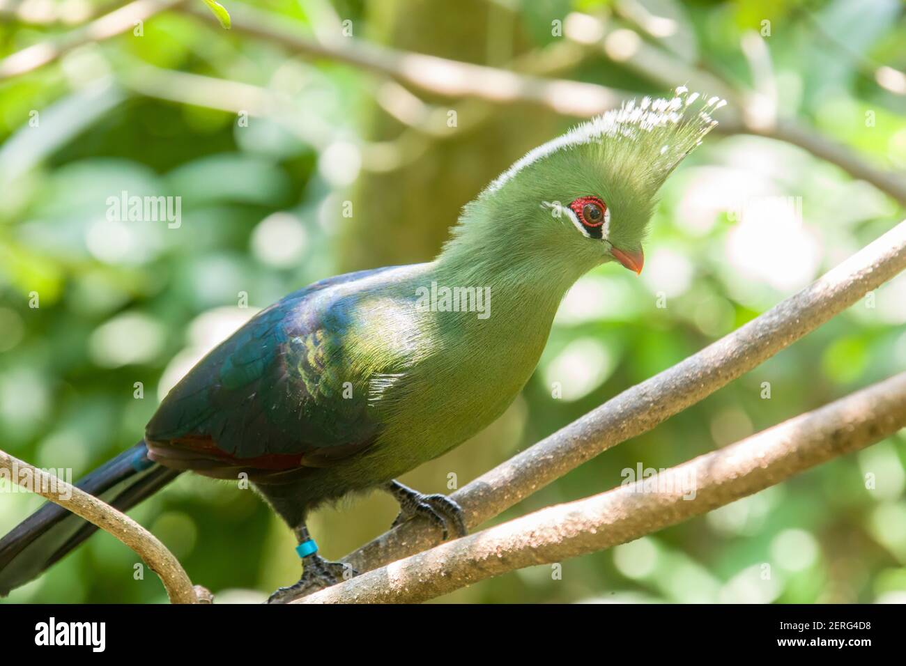 The Livingstone's turaco (Tauraco livingstonii) is a species of bird in ...