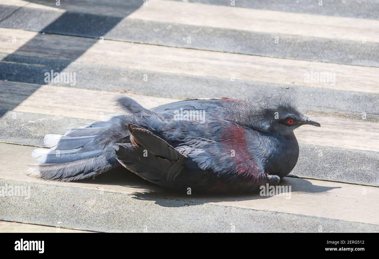 The western crowned pigeon bask in the sun. It is a large, blue-grey ...