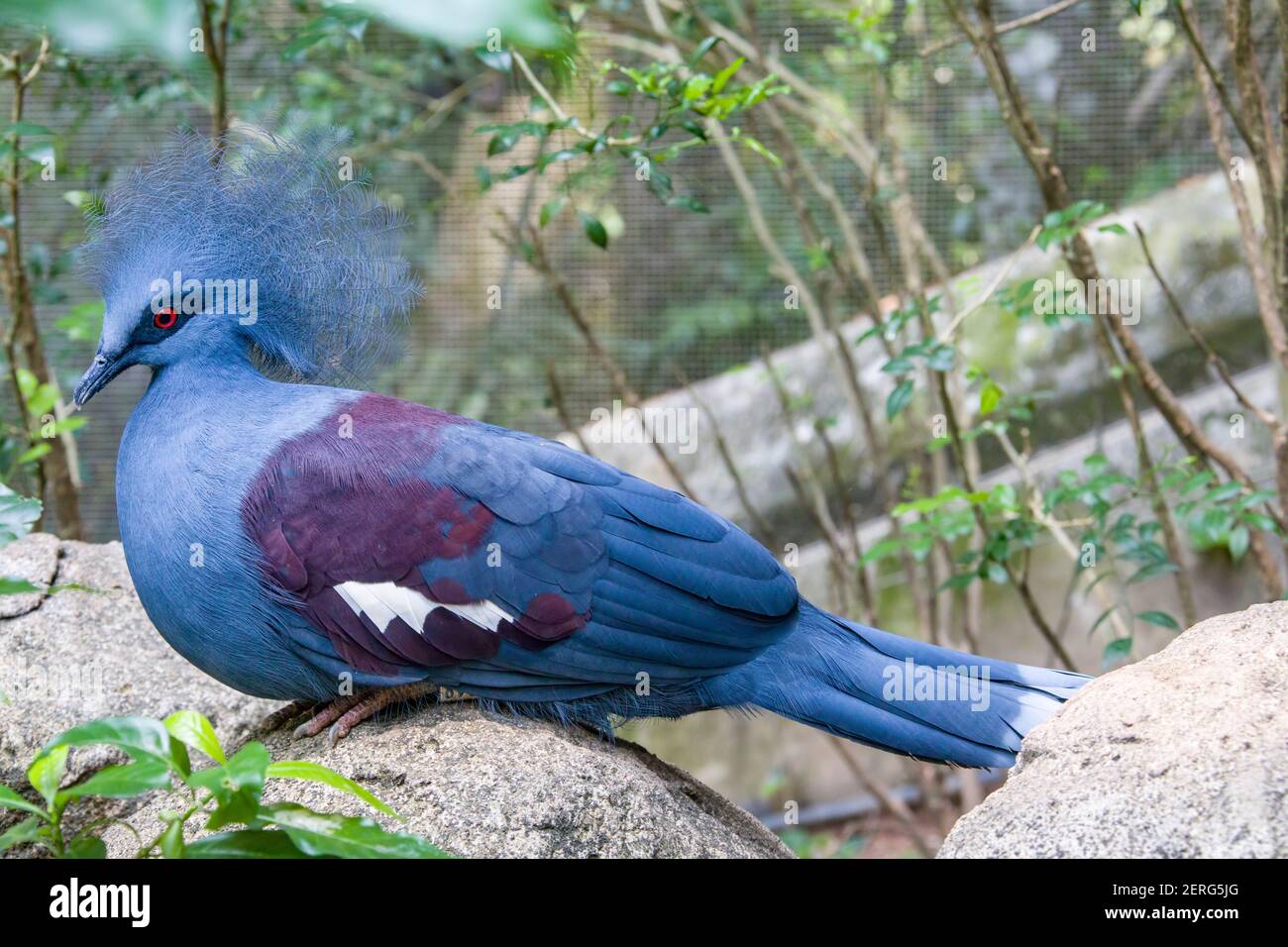 The closeup image of western crowned pigeon. It is a large, blue-grey ...