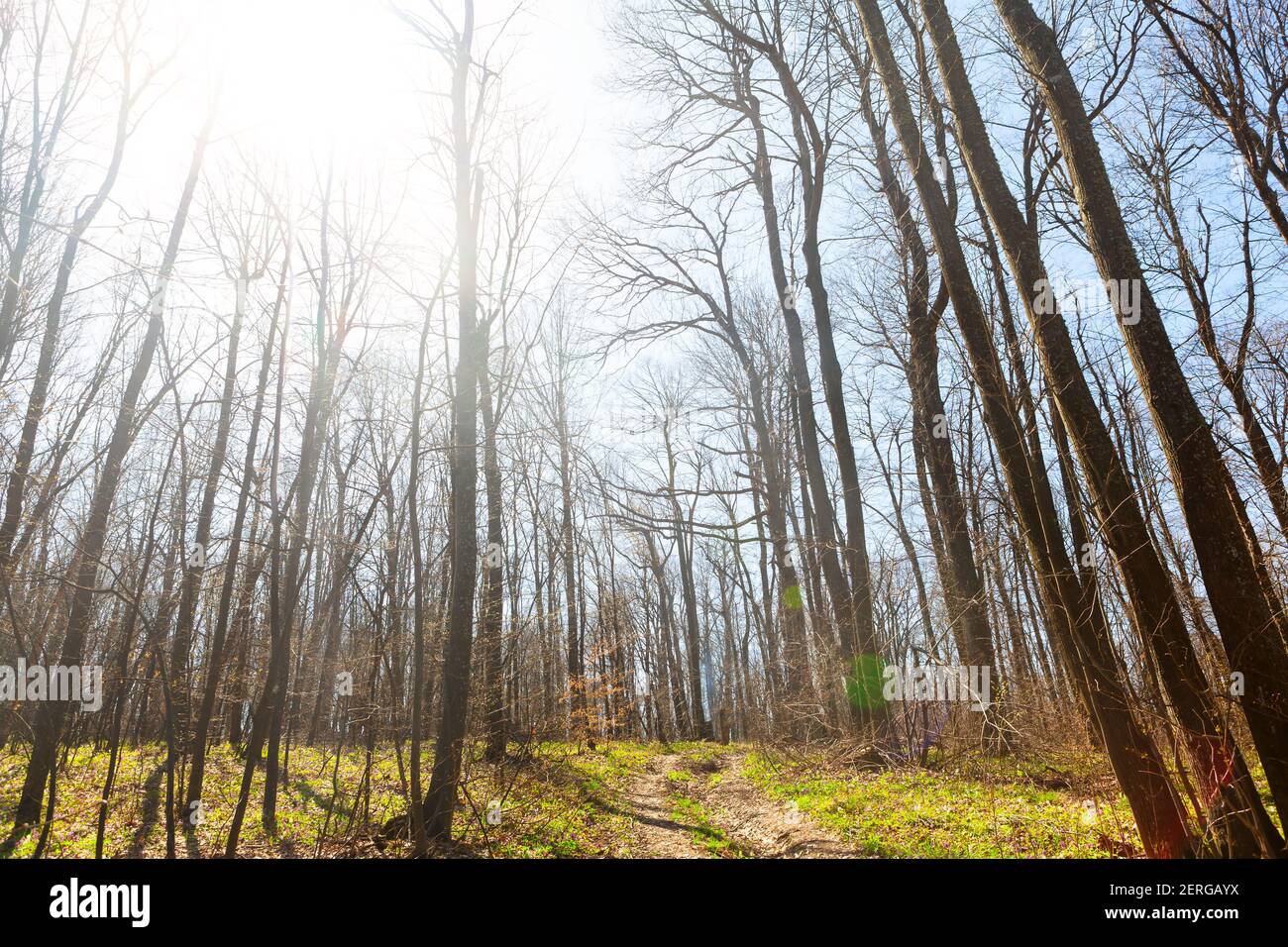 Sunshine in the spring forest . Empty trees of woodland in the march ...