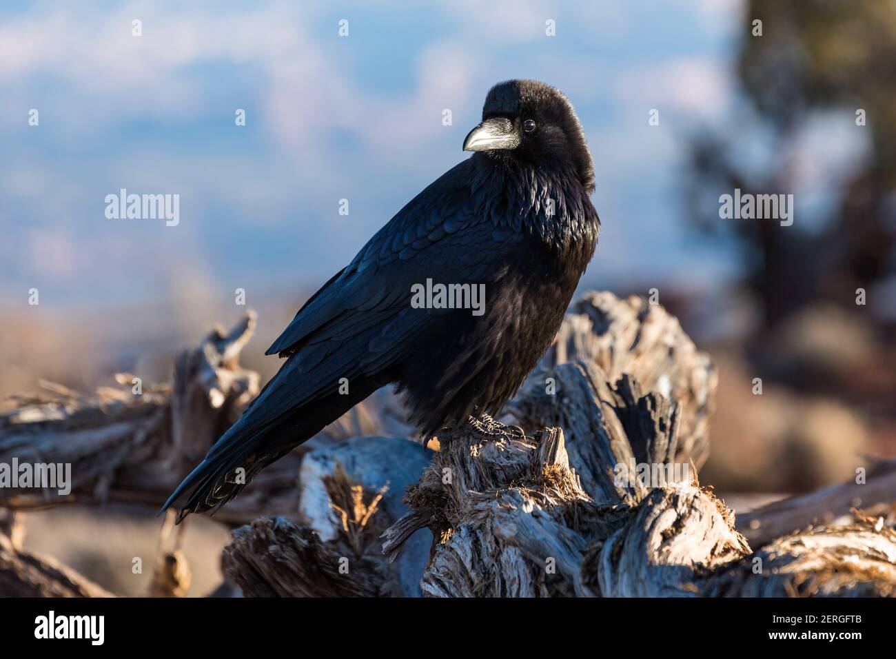 Corvas hi-res stock photography and images - Alamy