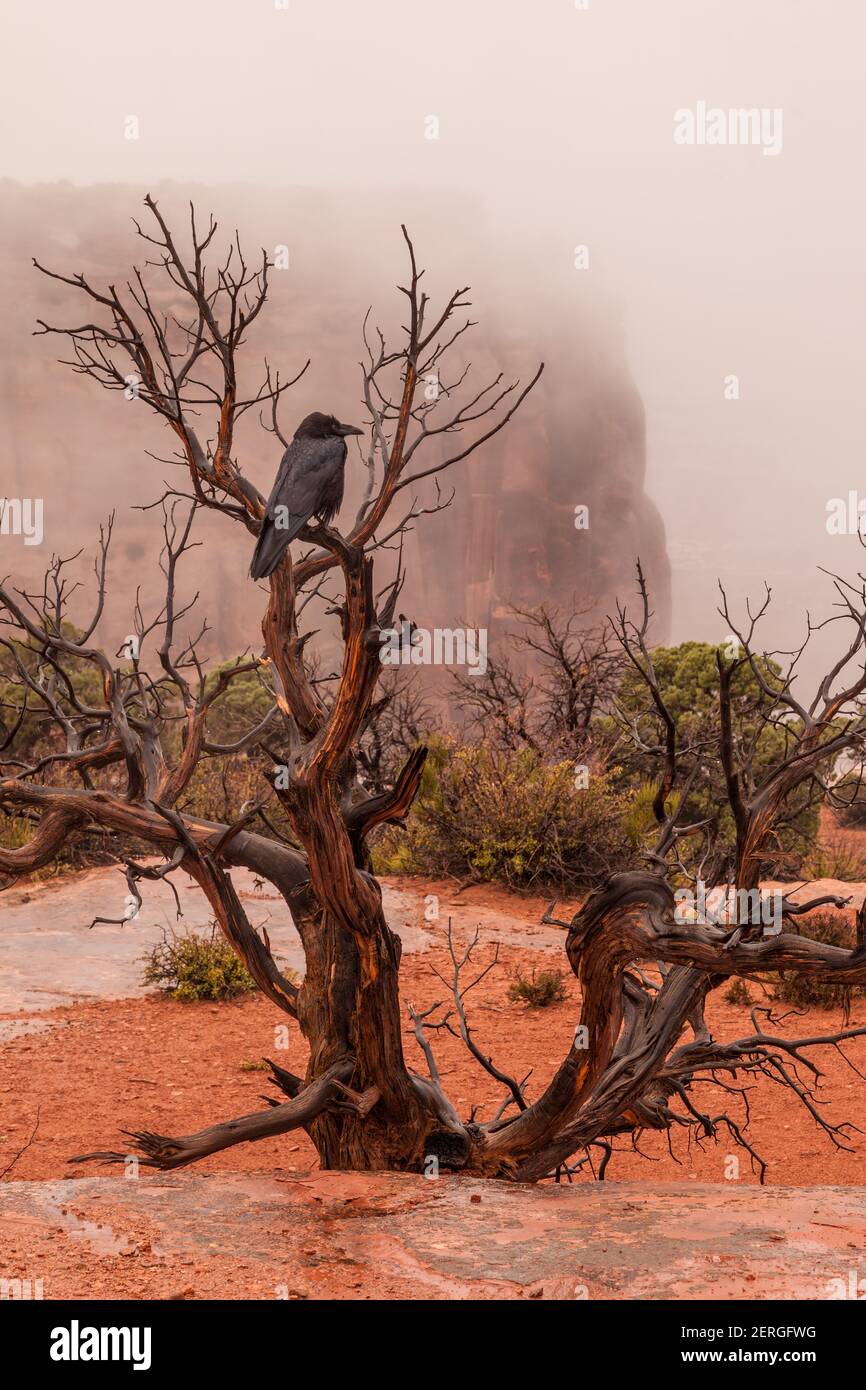 Corvas hi-res stock photography and images - Alamy