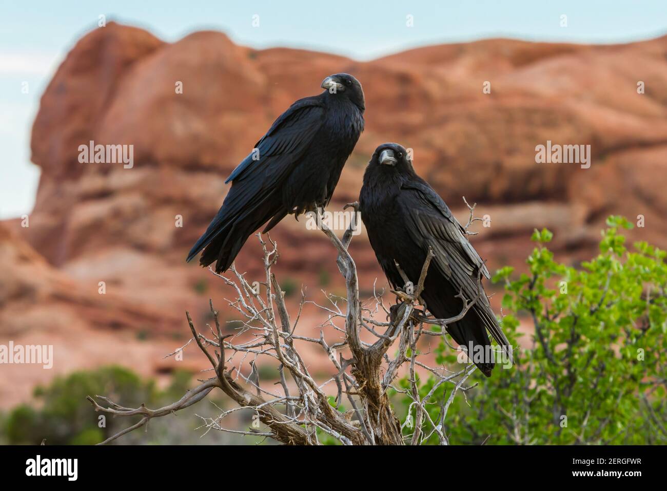 The Common Raven, Corvas corax, is found world-wide in the Northern ...