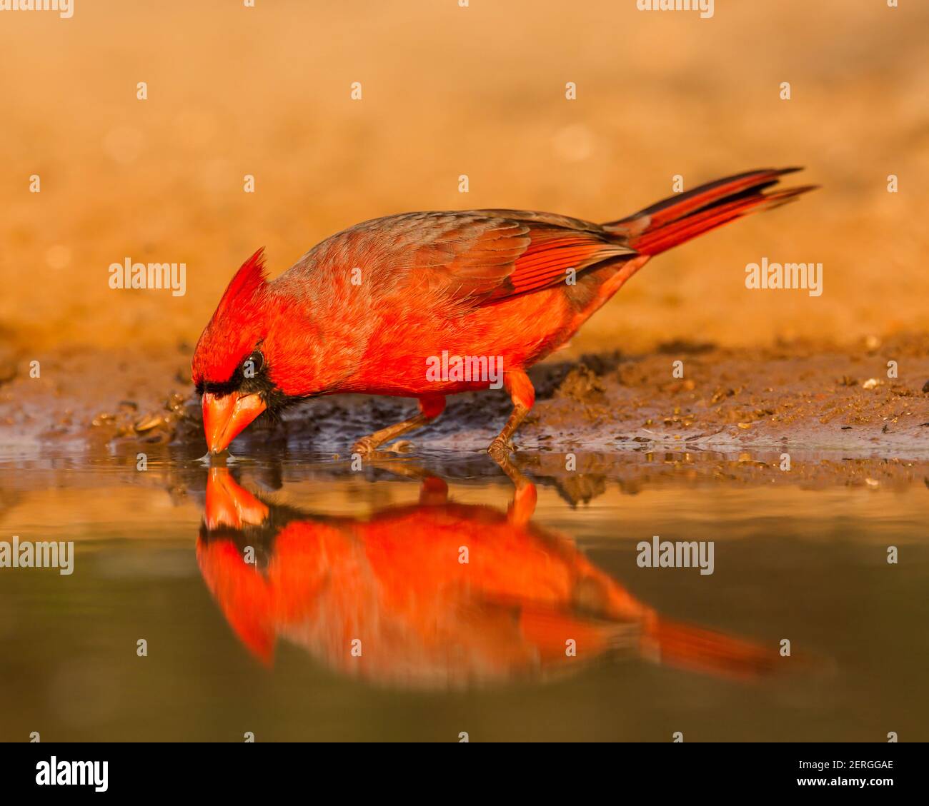 Northern cardinal drinking water hi-res stock photography and images ...