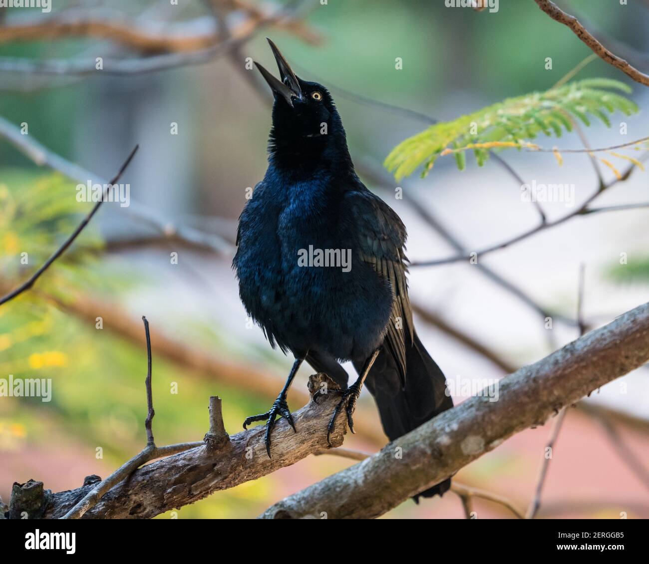 A male Great-tailed Grackle or Mexican Grackle, Quiscalus mexicanus, in ...