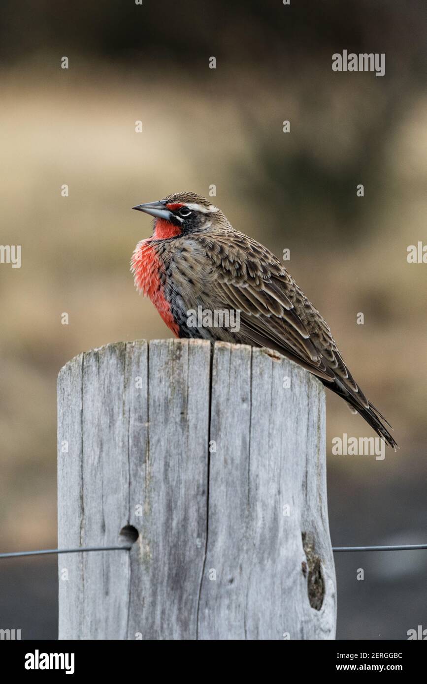 The Long-tailed Meadowlark, Leistes loyca, nests and forages for ...