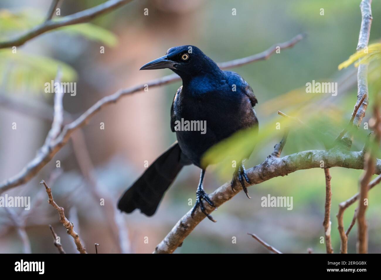 A male Great-tailed Grackle or Mexican Grackle, Quiscalus mexicanus, in ...