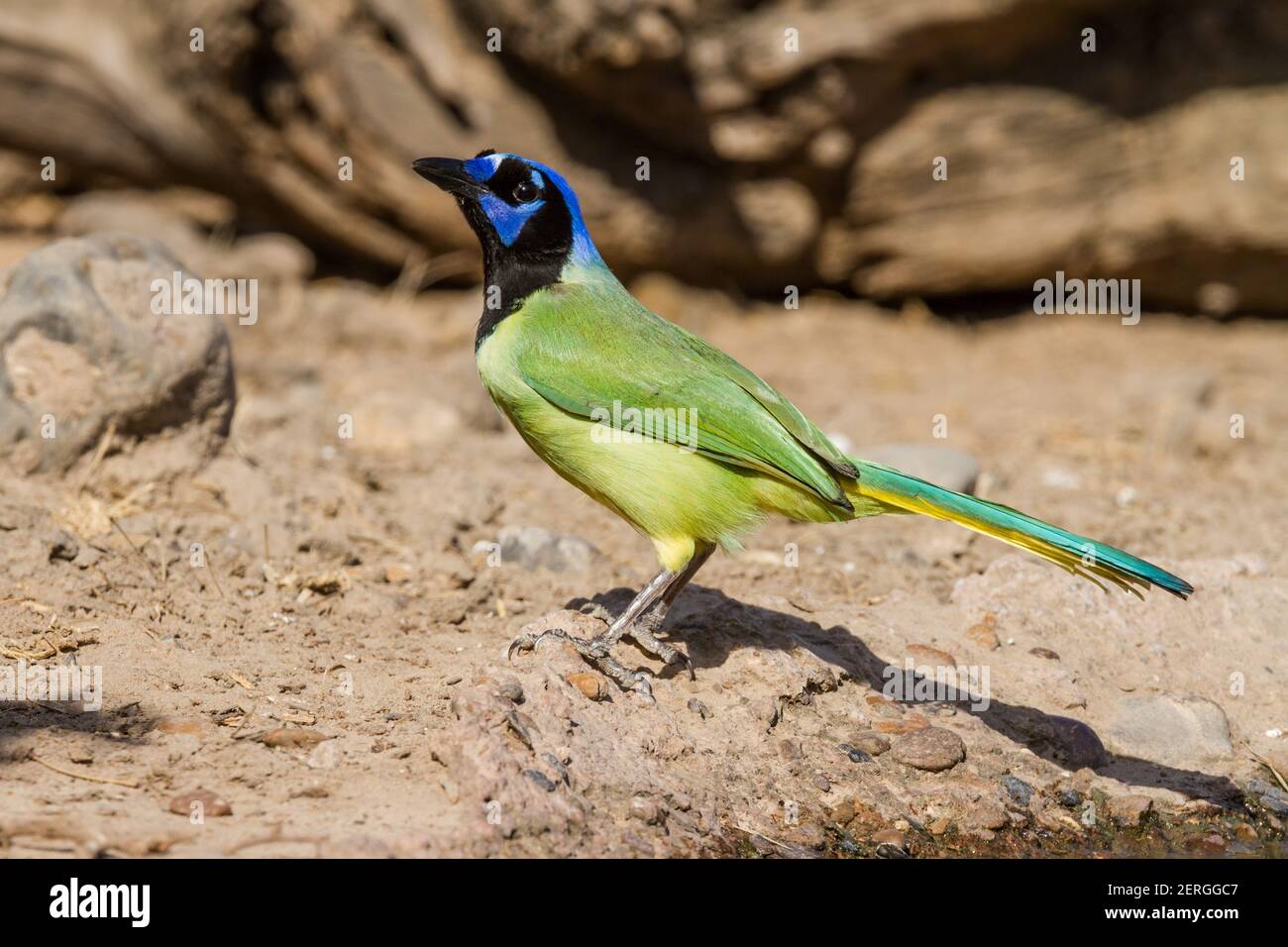 Jay eating insect hi-res stock photography and images - Alamy