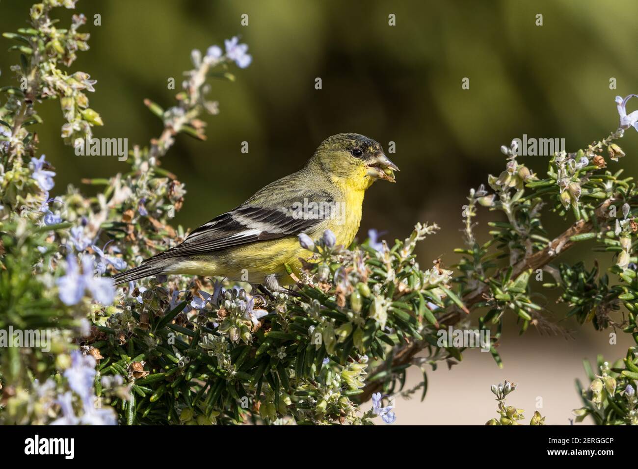 Subspecies green backed goldfinch hi-res stock photography and images ...